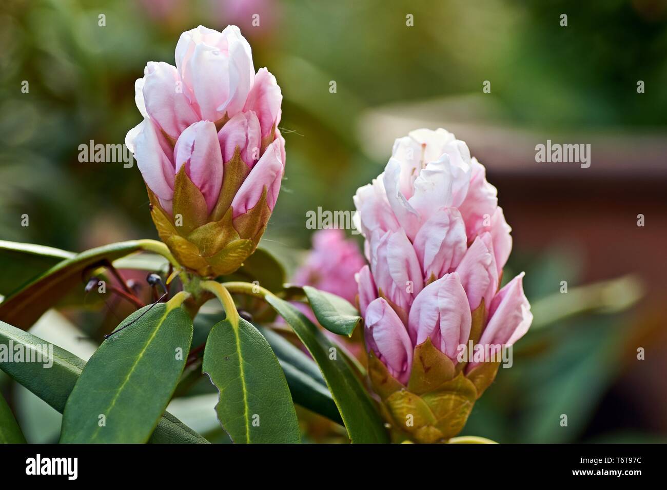 Pink Rhododendron flowers in garden. Spring background. Wild ...