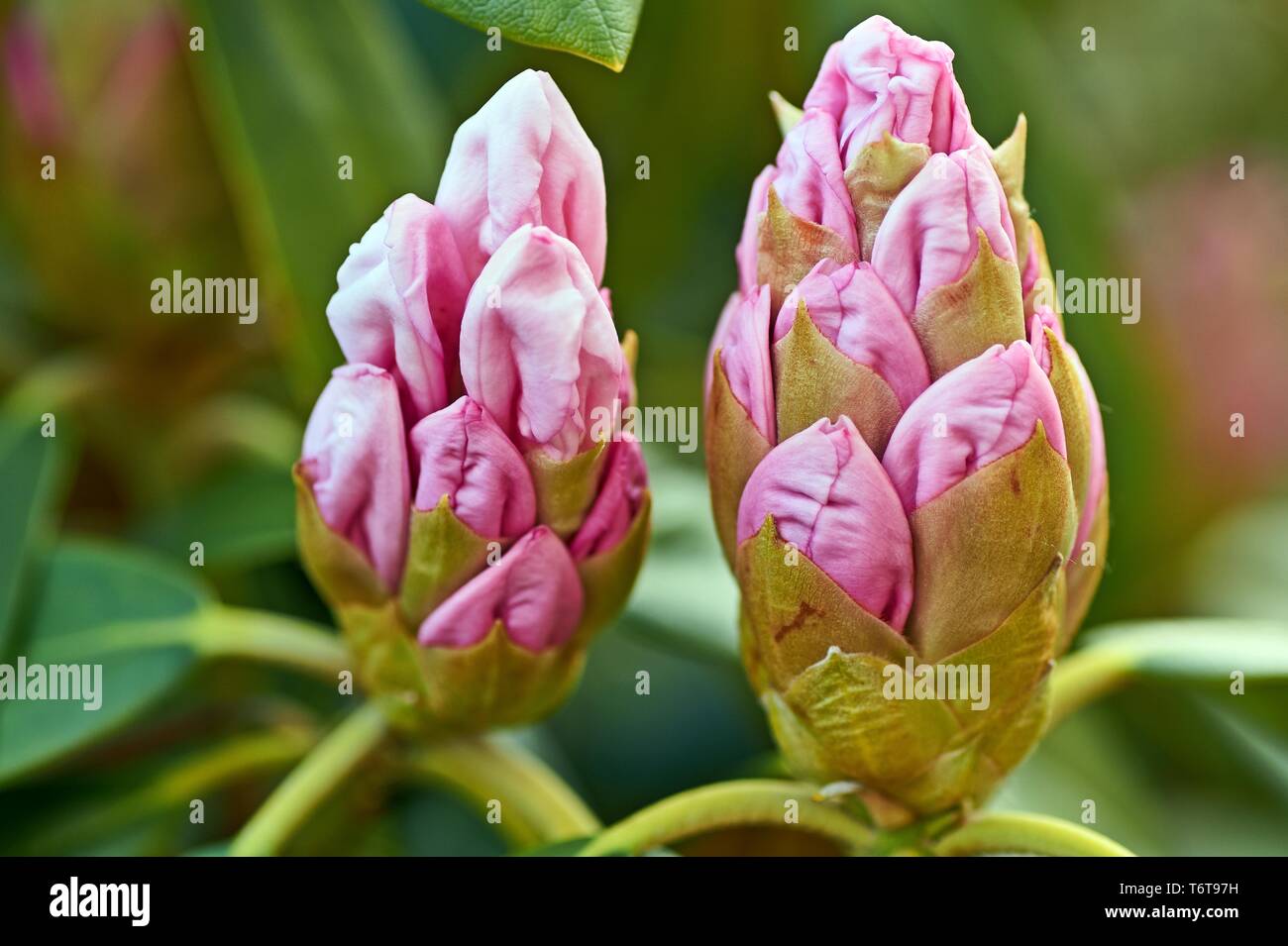 Pink Rhododendron flowers in garden. Spring background. Wild ...
