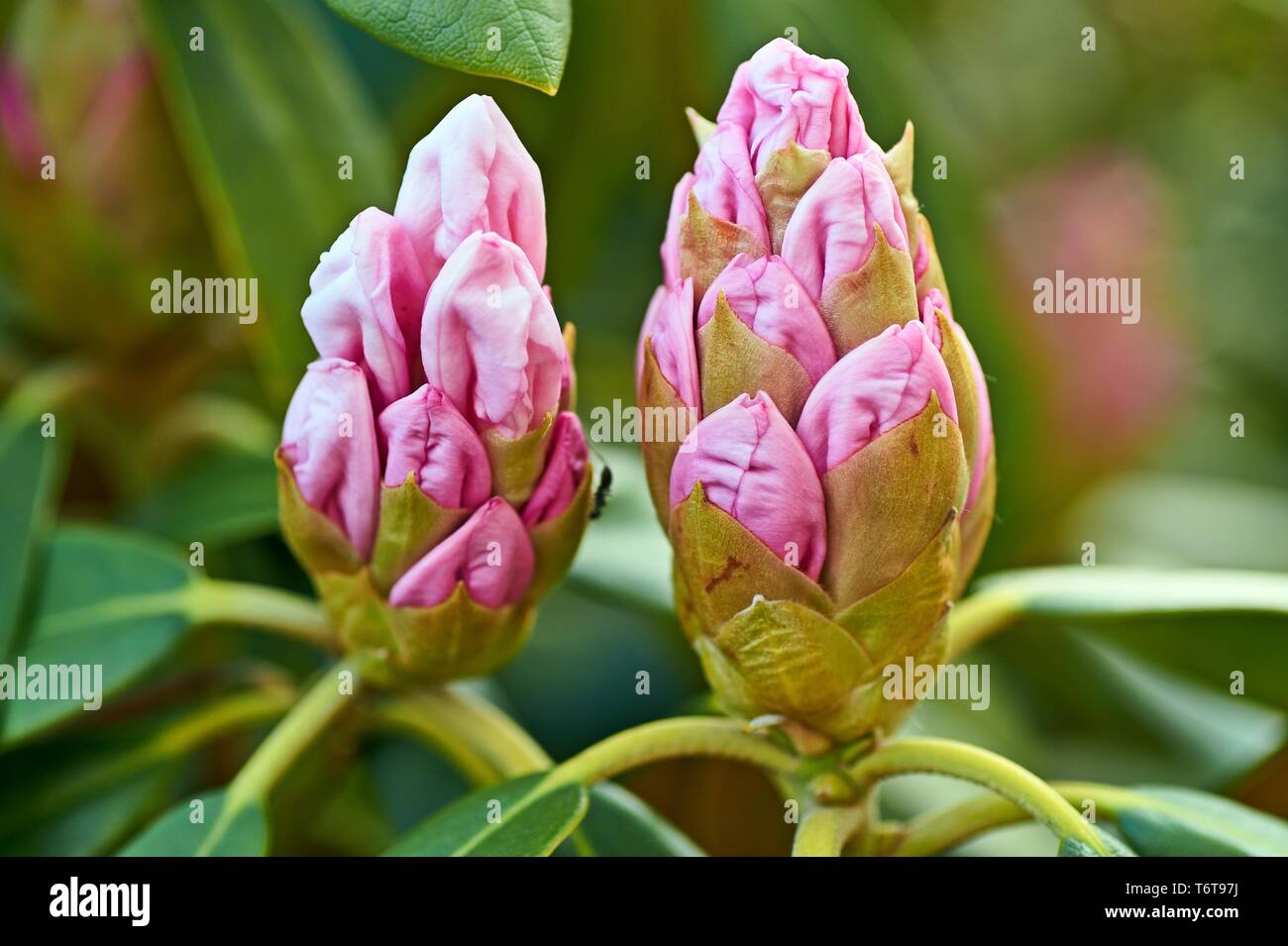 Pink Rhododendron flowers in garden. Spring background. Wild ...