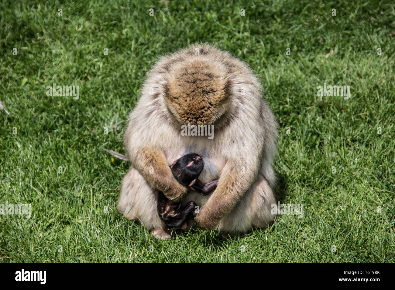 Barbary monkey with offspring Stock Photo - Alamy