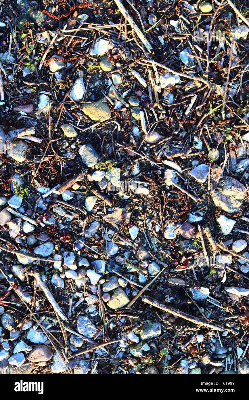 Close up surface of detailed forest ground with lots of leaves and ...