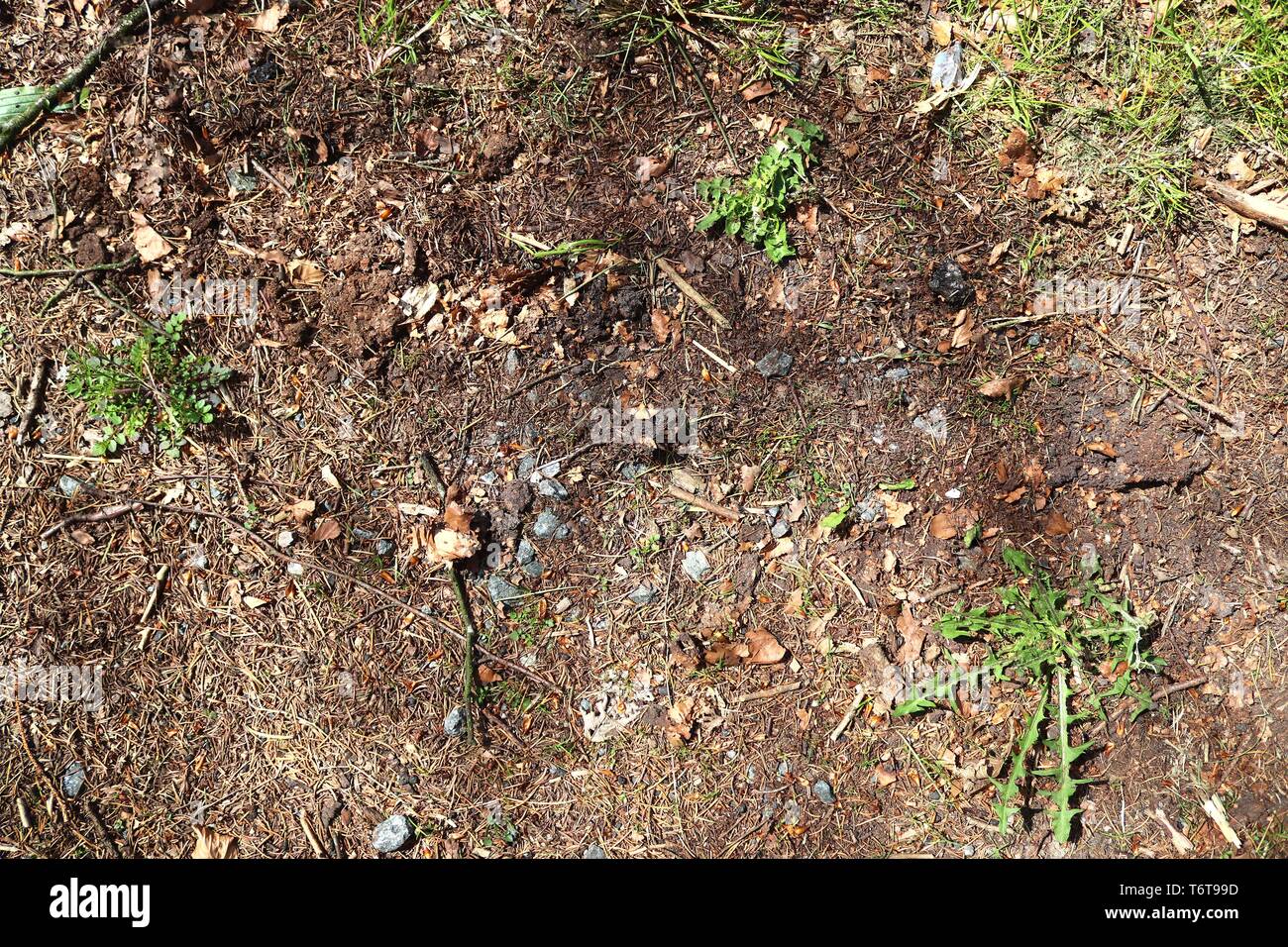 Close up surface of detailed forest ground with lots of leaves and ...