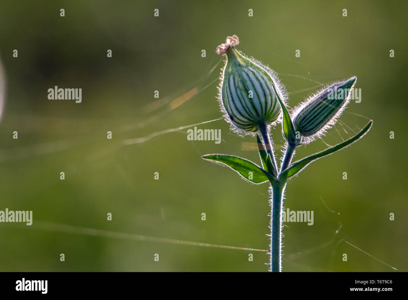 Flower cobweb hi-res stock photography and images - Alamy