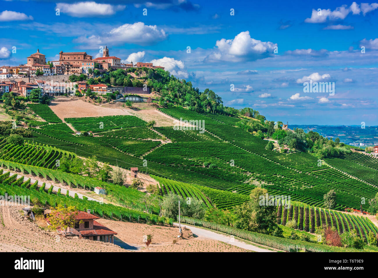 La morra comune hi-res stock photography and images - Alamy