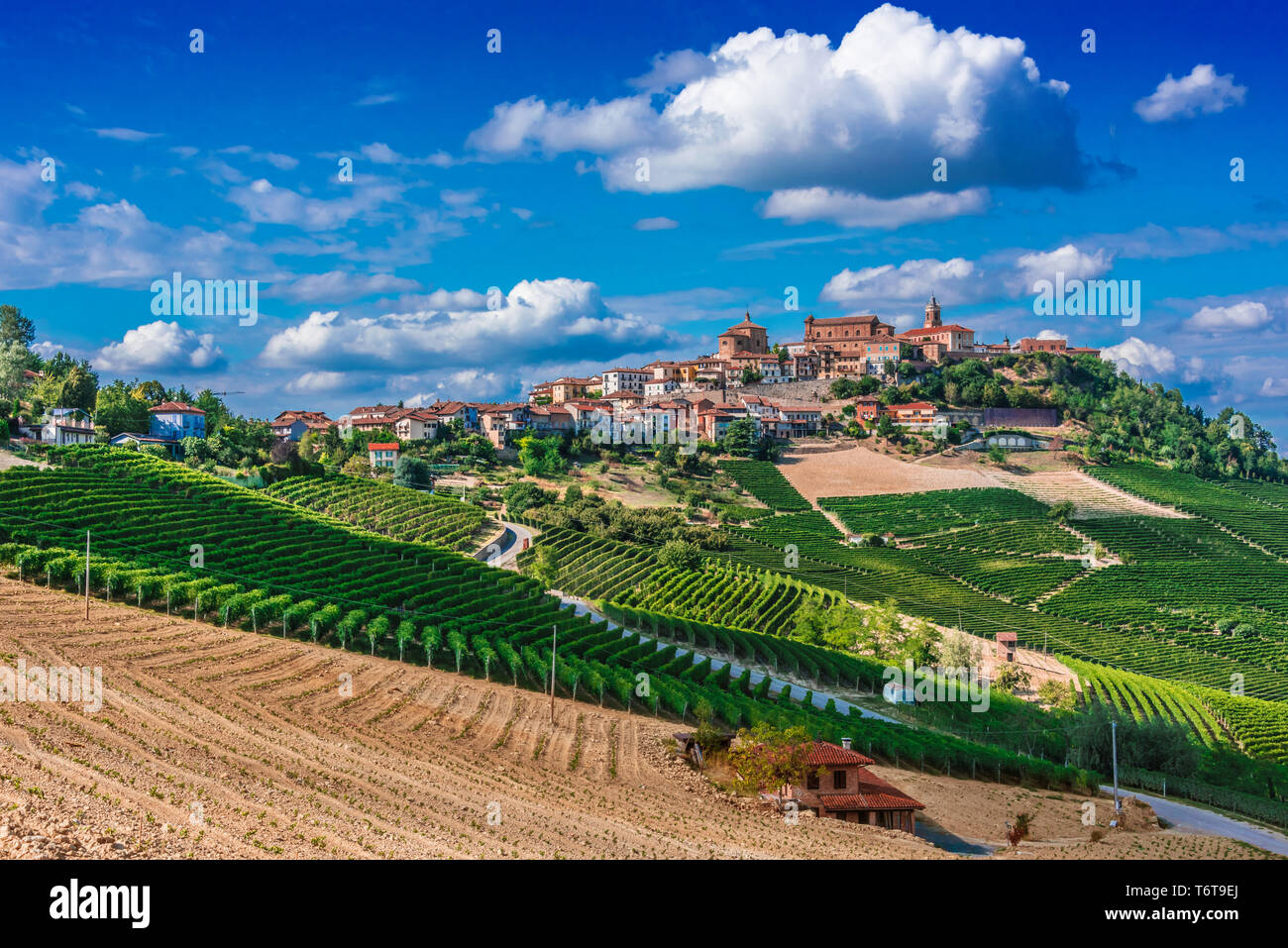 La morra comune hi-res stock photography and images - Alamy