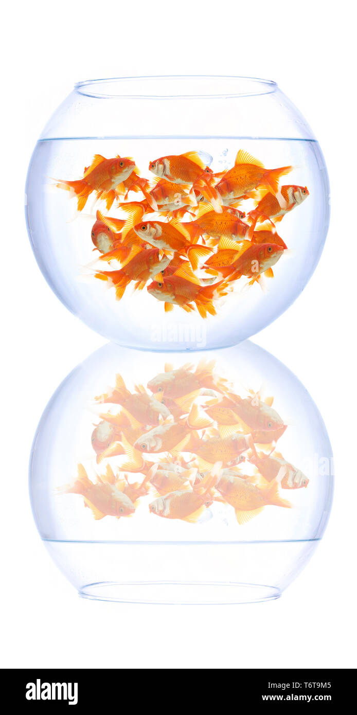 empty fish bowl on white background Stock Photo - Alamy