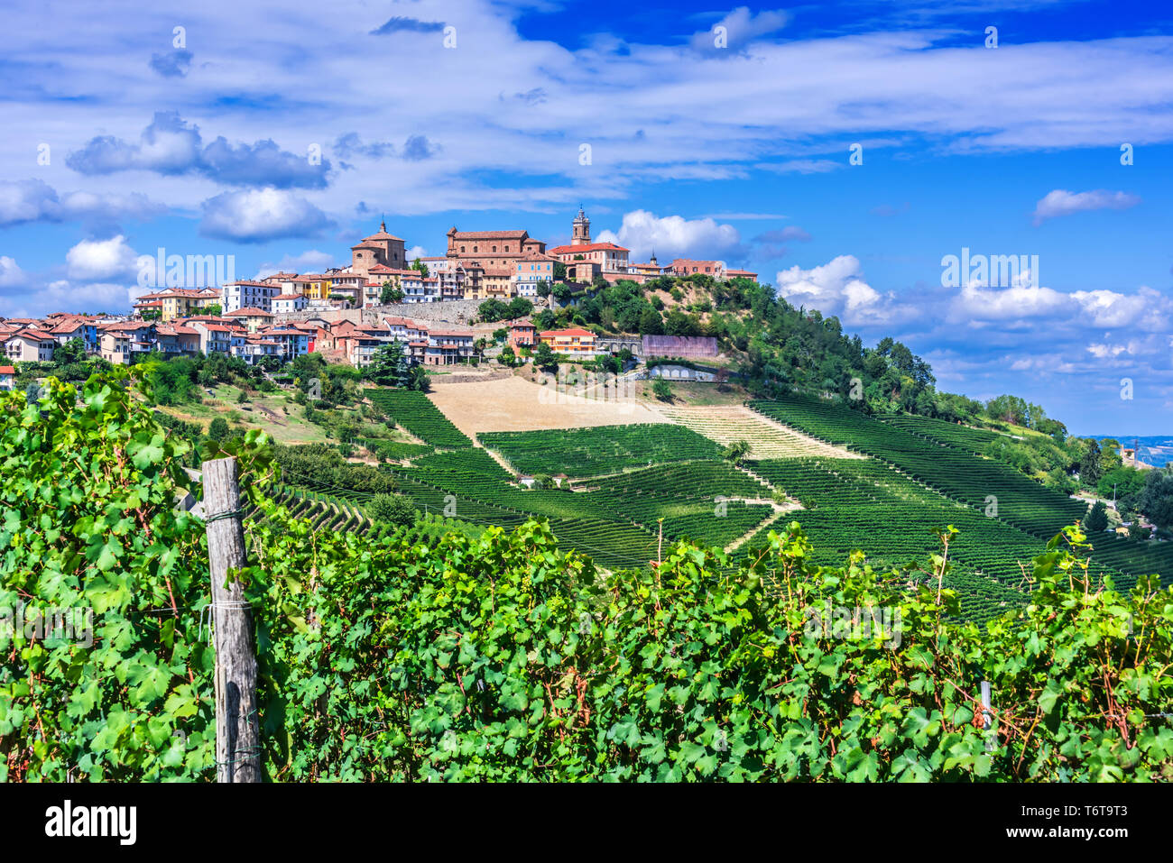 La morra comune hi-res stock photography and images - Alamy