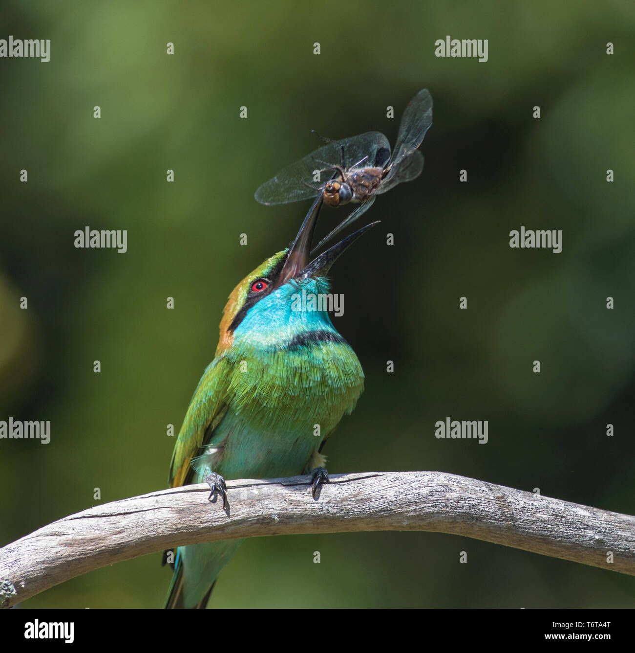 Little green bee eater feeding on a dragon fly- Sri Lanka; green bird ...