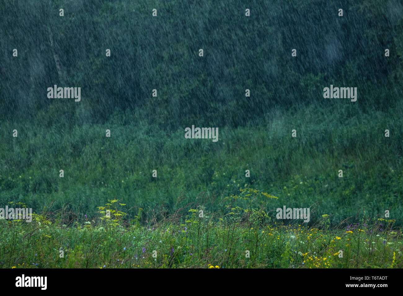 Summer rain. Rain drops in meadow Stock Photo - Alamy