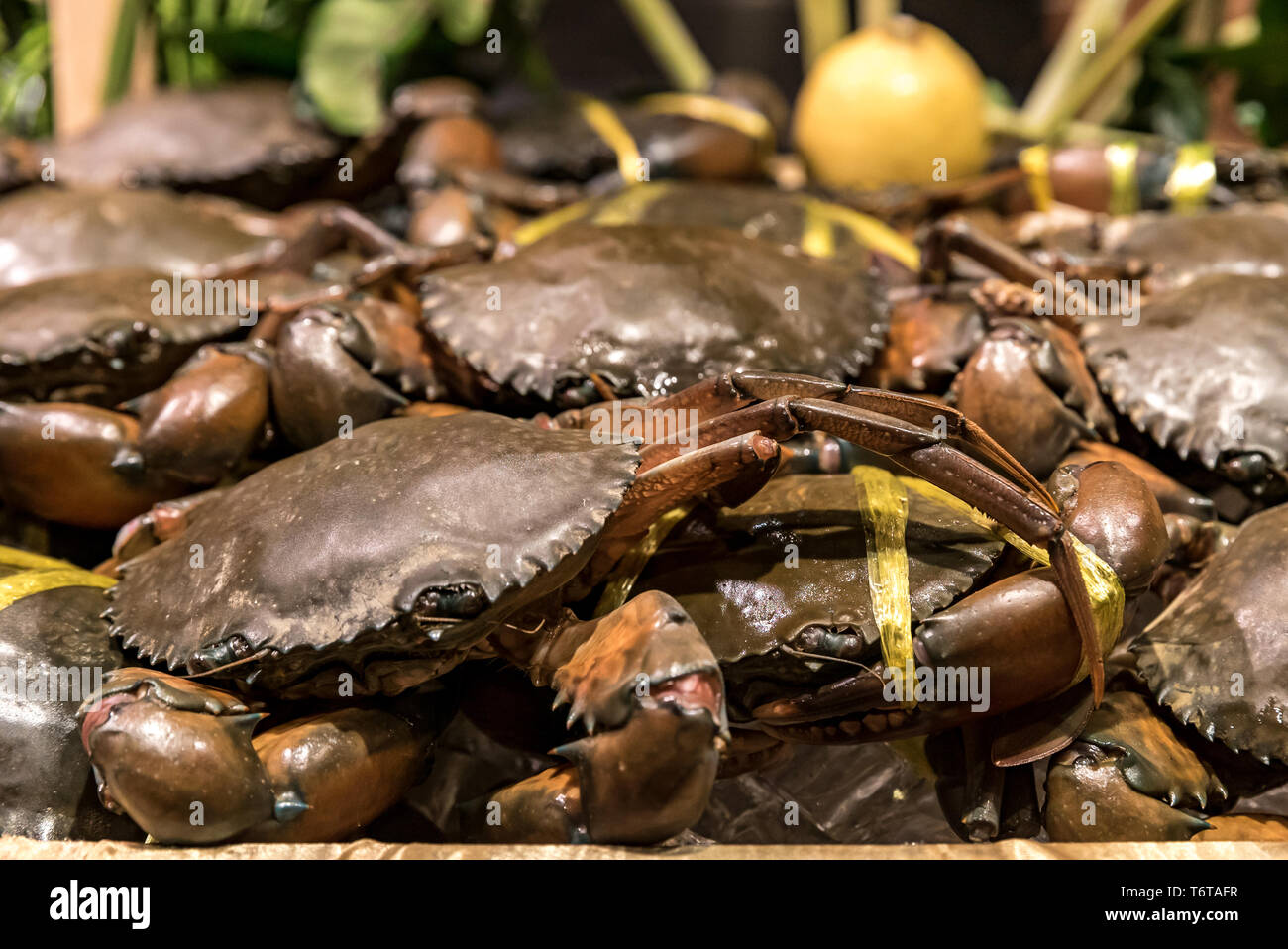 Shanghai hairy crab hi-res stock photography and images - Alamy