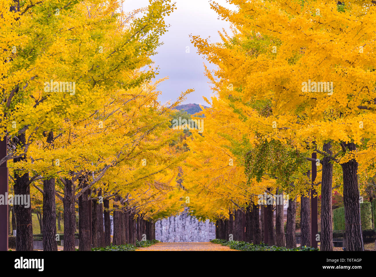 Japan tokyo university park ginkgo trees hi-res stock photography and images - Alamy