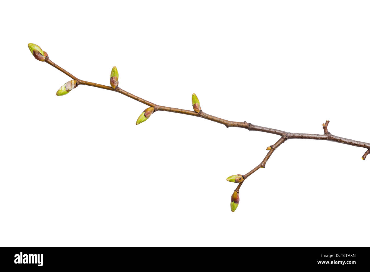 Tree branch in spring isolated on white background. Clipping path Stock ...