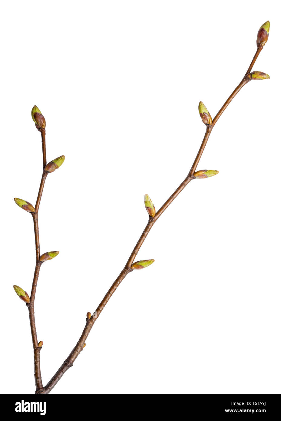 Tree branch in spring isolated on white background. Clipping path Stock ...