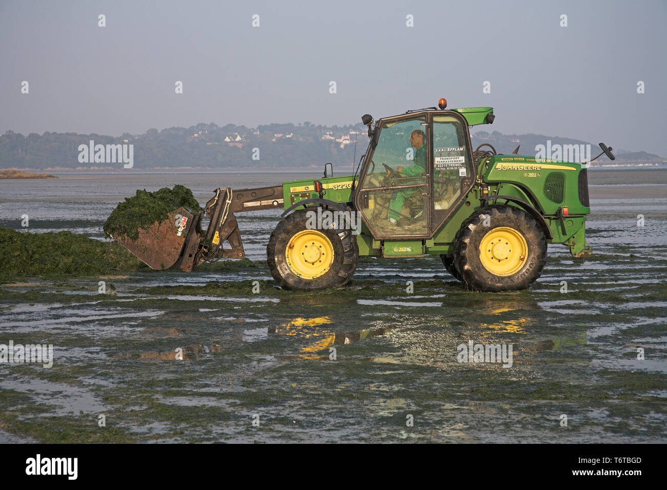 Farmer collecting Sea-lettuce from the Baie de Lannion Brittany France ...