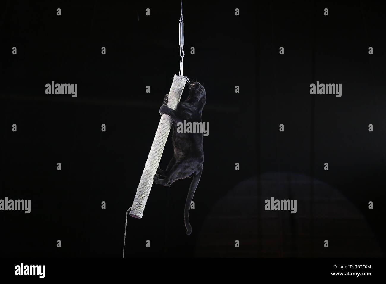 Black panther in zoo in hi-res stock photography and images - Alamy