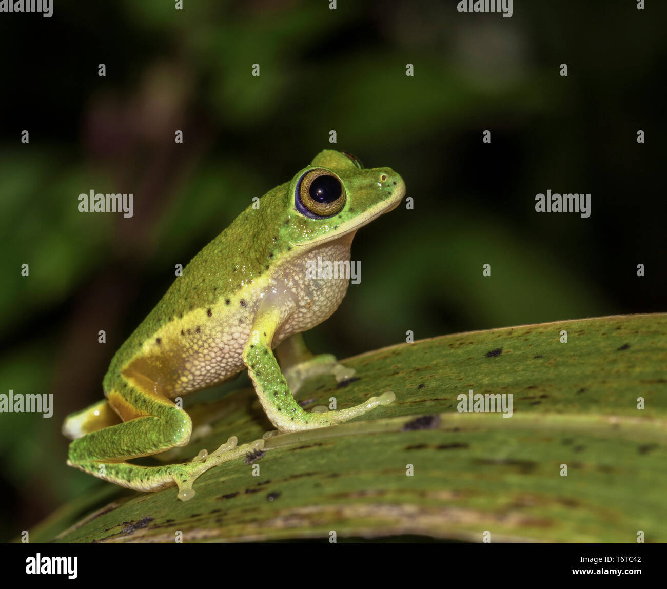 green tree frog on a leaf; green frog; cute froggy; Pseudophilautus ...