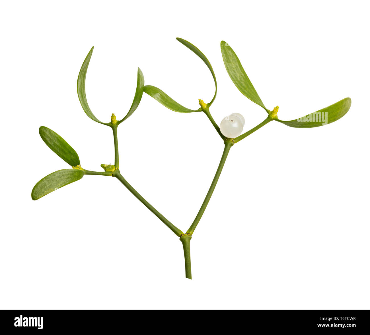 Mistletoe isolated on white background Stock Photo - Alamy