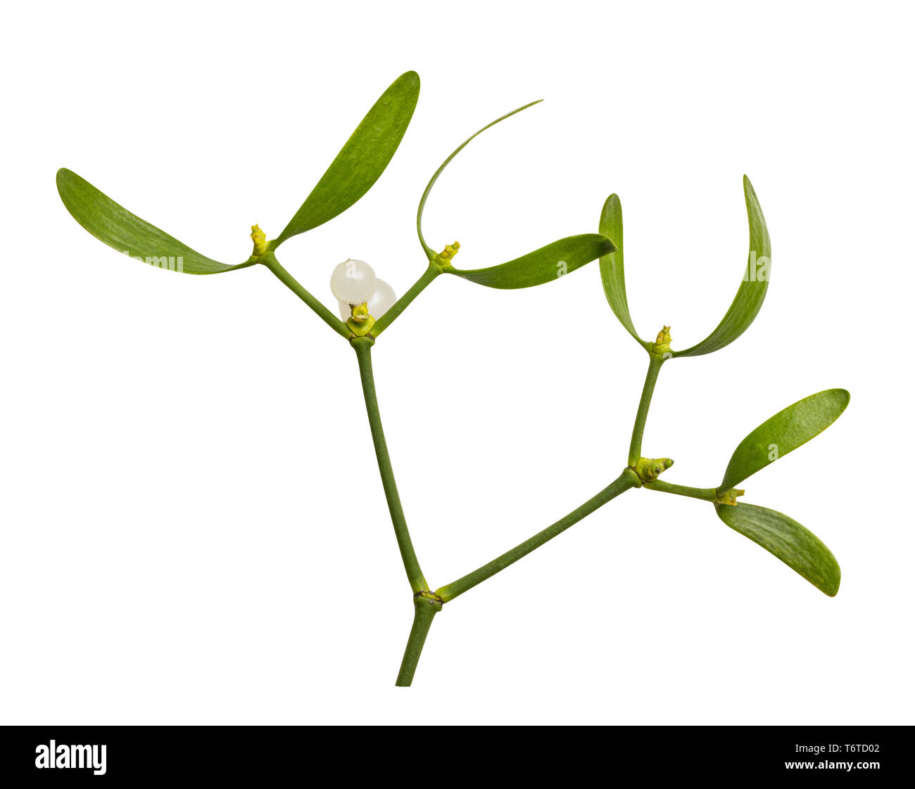 Mistletoe isolated on white background Stock Photo - Alamy