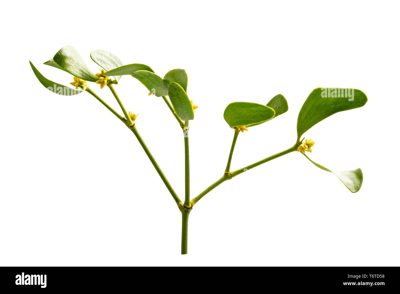 Mistletoe isolated on white background Stock Photo - Alamy