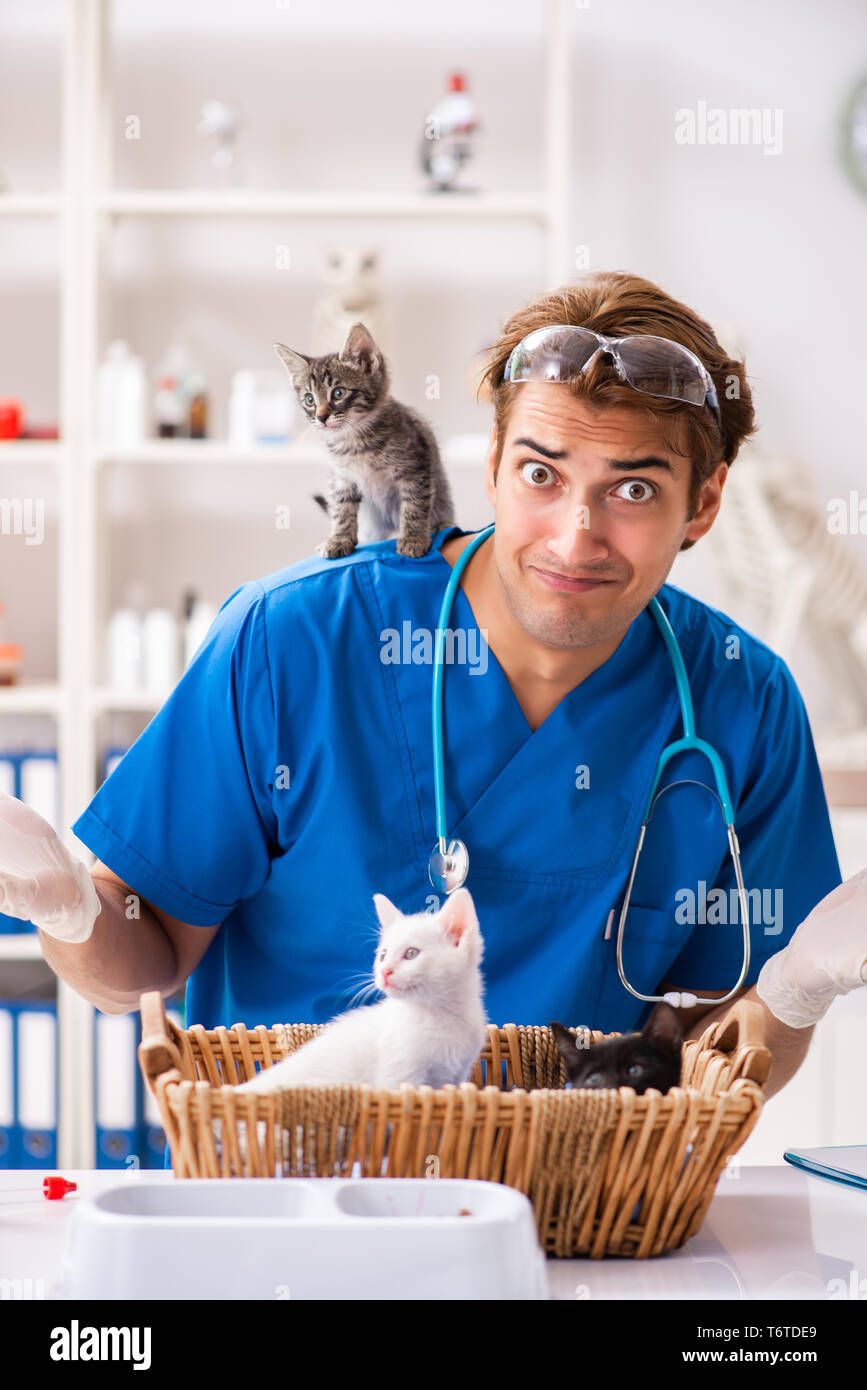 Vet doctor examining kittens in animal hospital Stock Photo - Alamy
