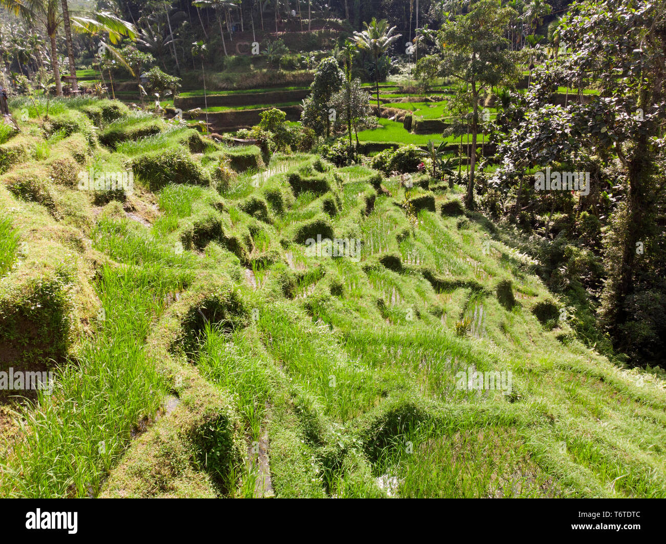 Subak bali hi-res stock photography and images - Alamy