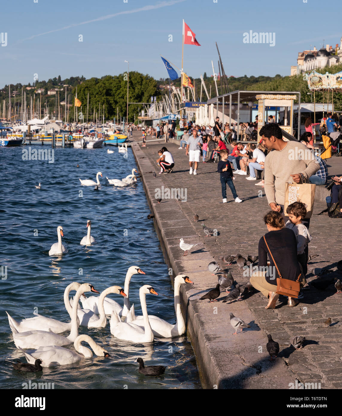 Swans with young animals hi-res stock photography and images - Alamy