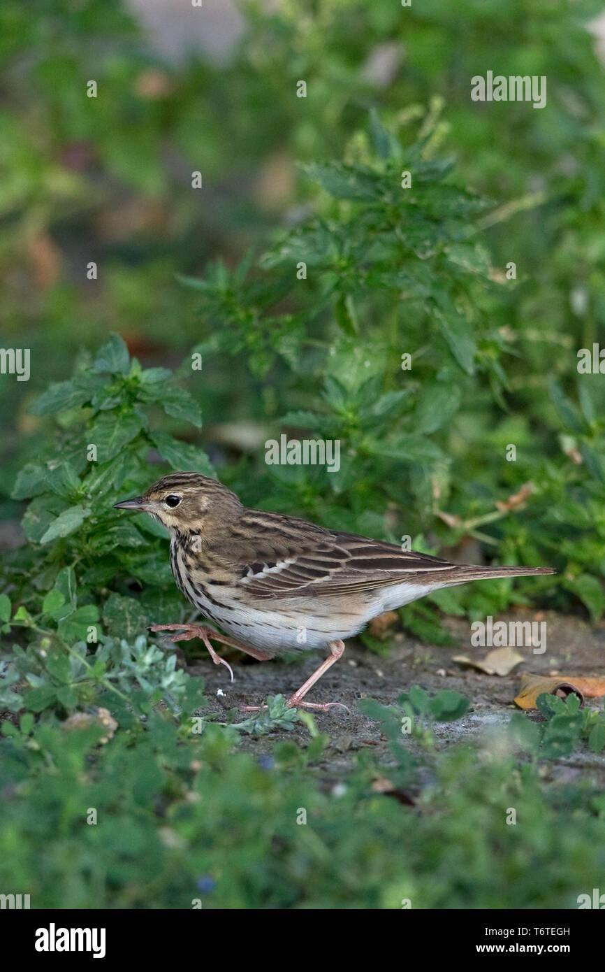 Tree pipit bird hi-res stock photography and images - Alamy