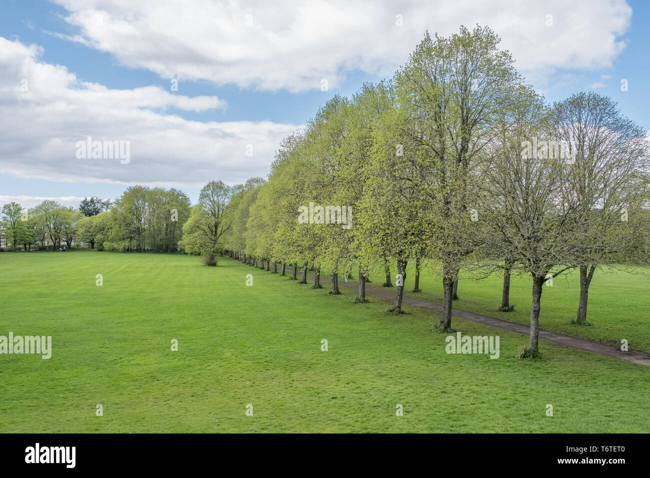 Beautiful set trees leaves hi-res stock photography and images - Alamy