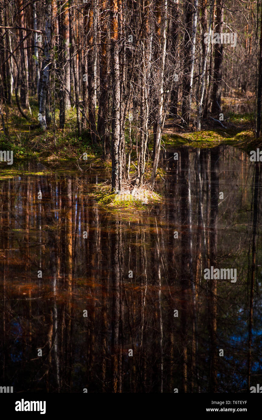 Forest underwood hi-res stock photography and images - Alamy