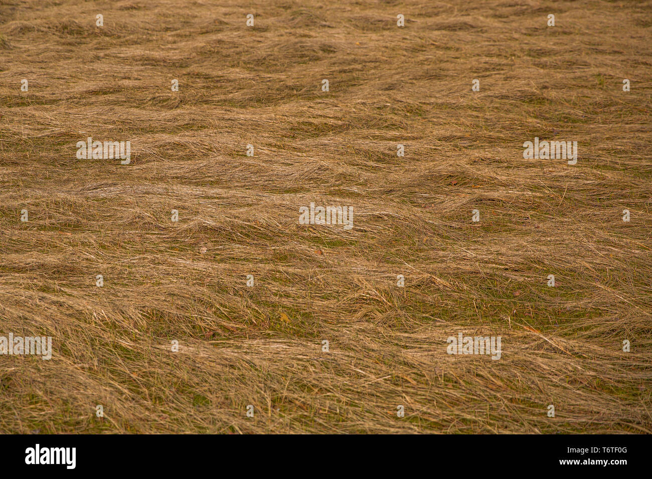 field with trampled yellow grass Stock Photo - Alamy