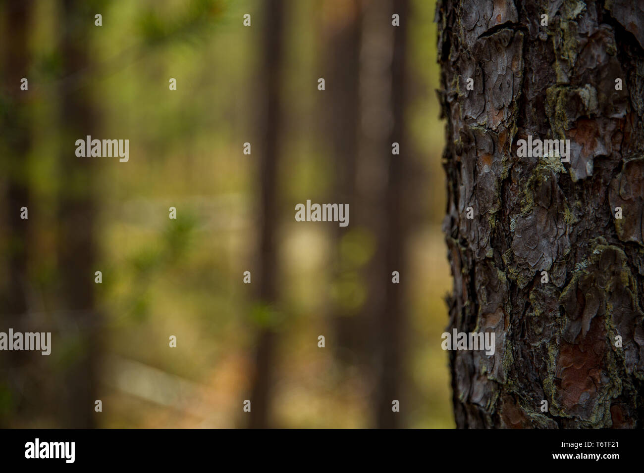 background with a tree in the coniferous forest Stock Photo - Alamy