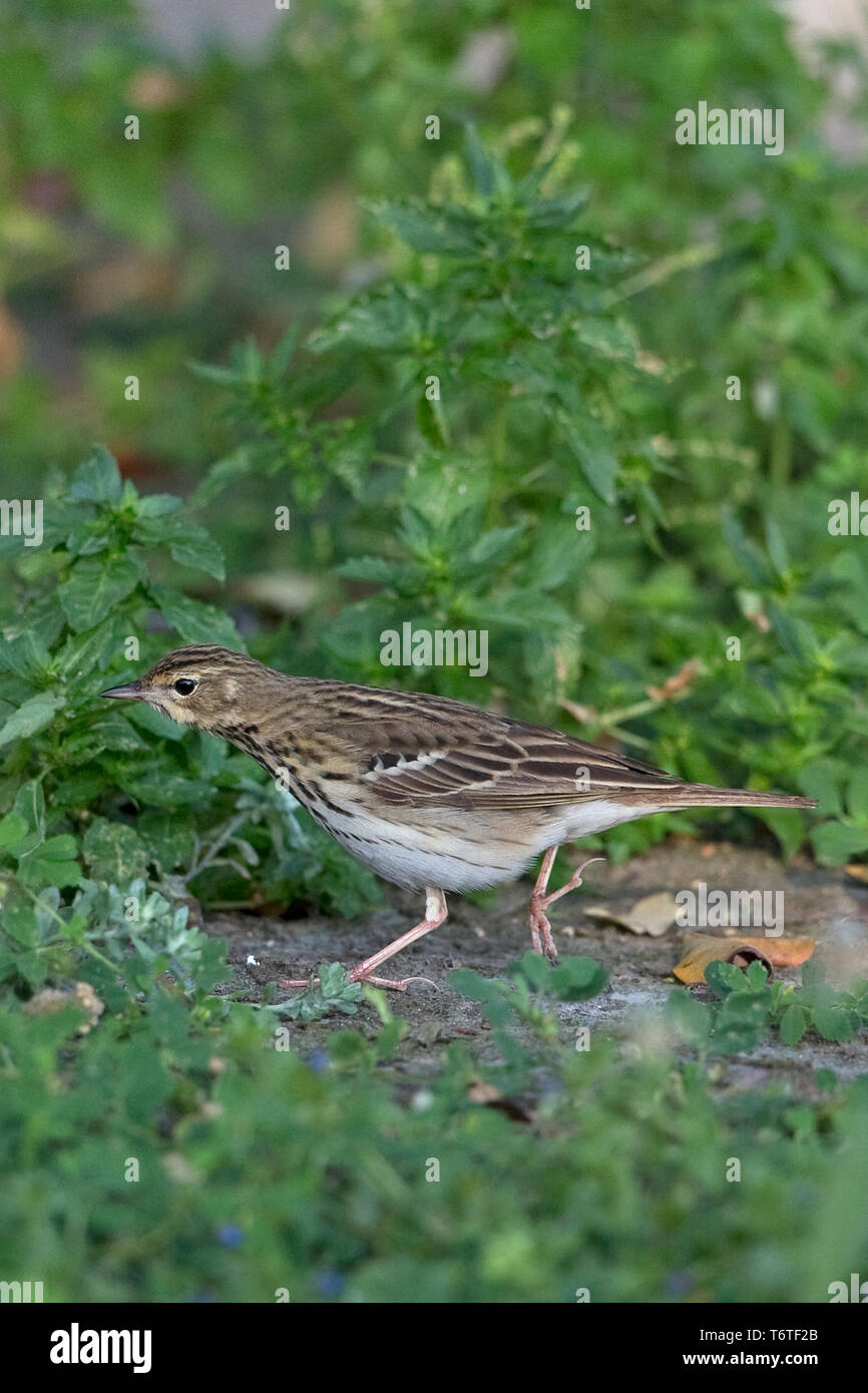 Tree Pipit Bird High Resolution Stock Photography and Images - Alamy