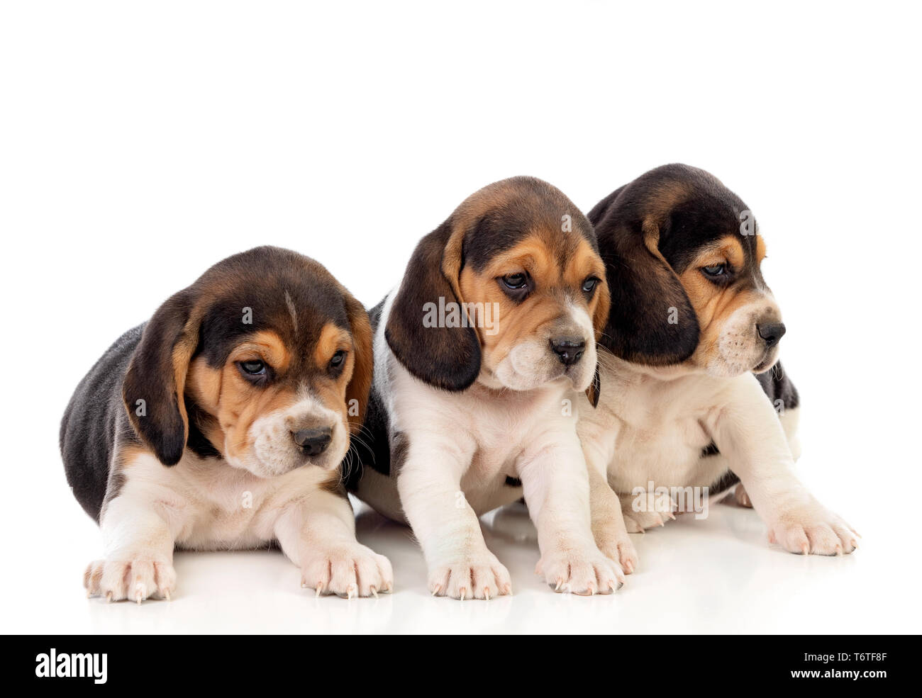 Black Cheagle Puppies