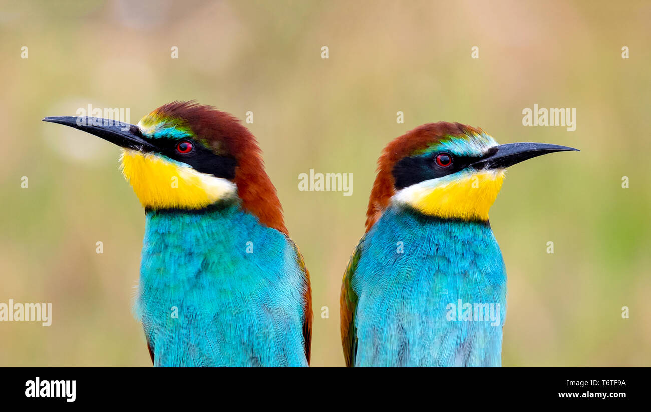 Two beautiful little bee eaters hi-res stock photography and images - Alamy