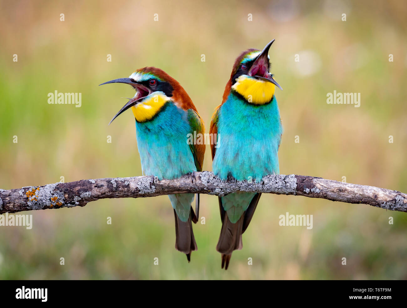 Couple of bee-eaters on a branch falling in love Stock Photo - Alamy