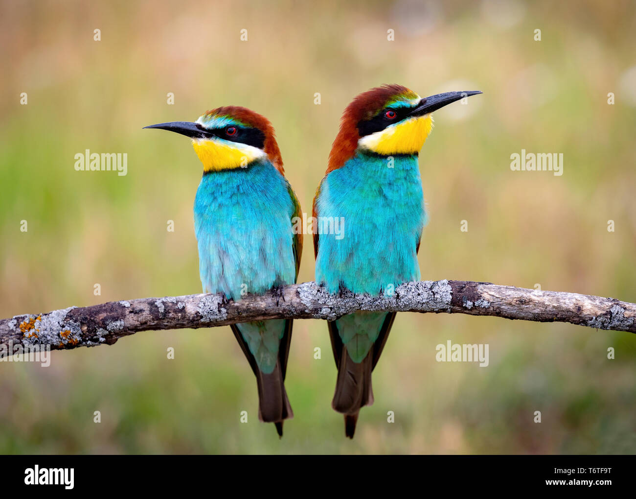 Two beautiful little bee eaters hi-res stock photography and images - Alamy