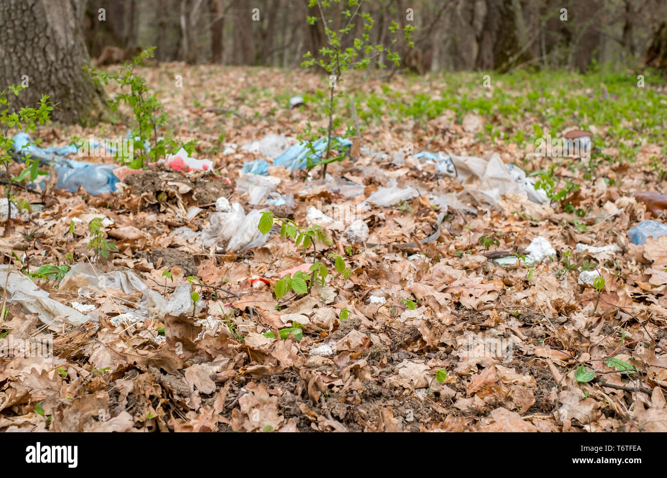 garbage in the forest among the spring shrubs Stock Photo - Alamy