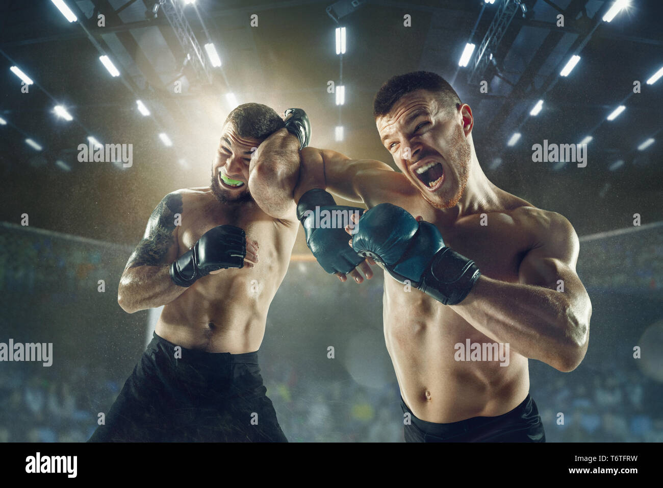 Winner screaming. Two professional fighters posing on the sport boxing ...