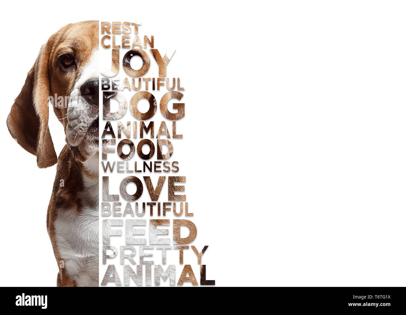 Beauty dog face portrait. Beautiful dog isolated on white studio ...