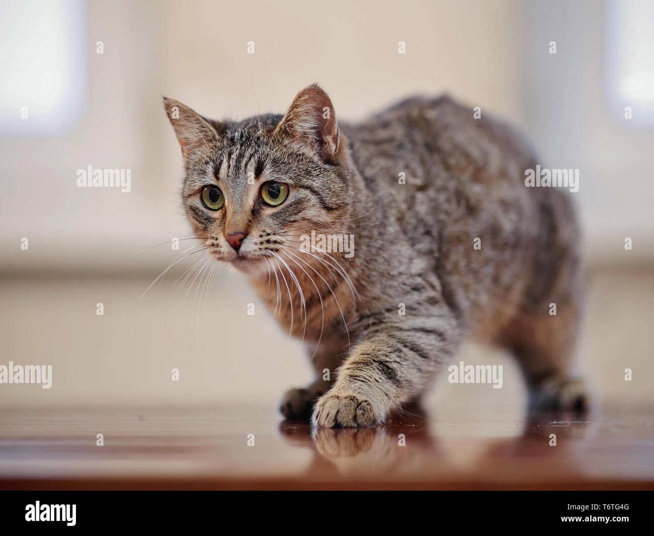 Scared cat tail hi-res stock photography and images - Alamy