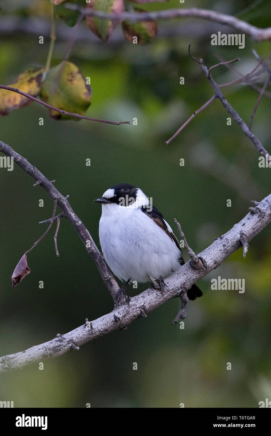 Collared Flycatcher (Ficedula albicollis Stock Photo - Alamy