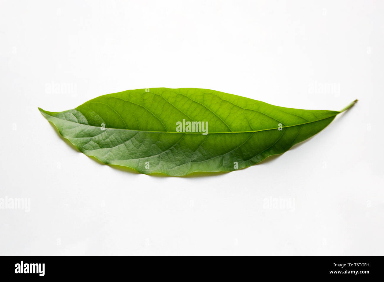 Single green avocado tree leaf isolated on white background Stock Photo ...