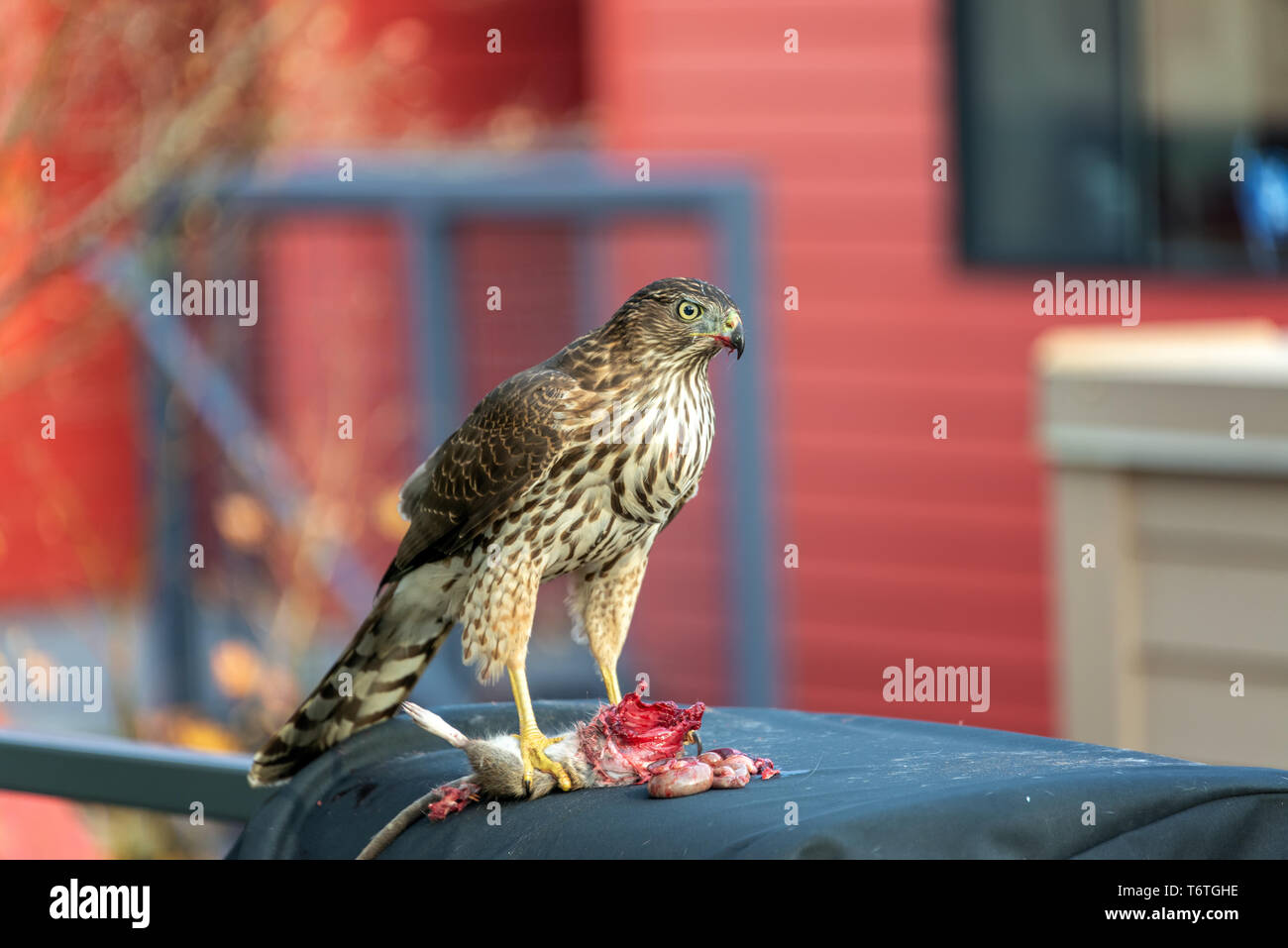 Coopers Hawk on a barbecue eating a headless rat in Portland, Oregon ...