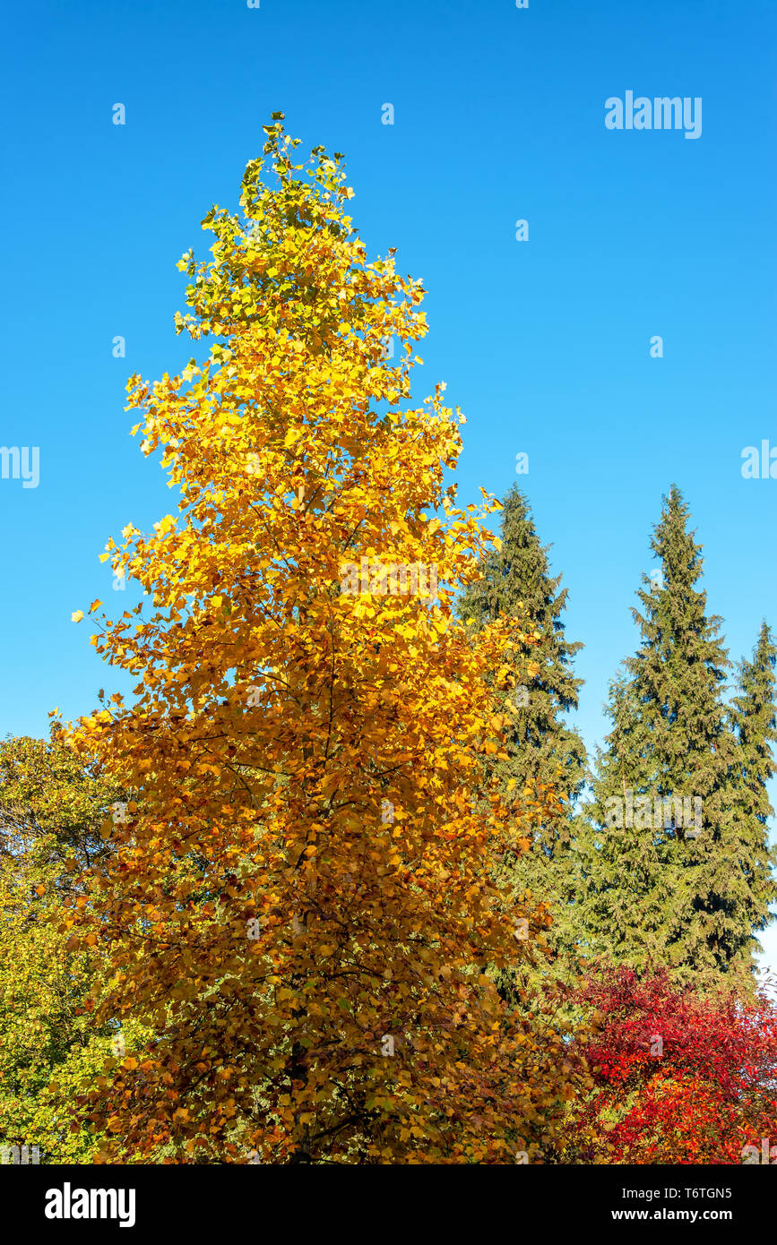 Portland oregon autumn maple hi-res stock photography and images - Alamy