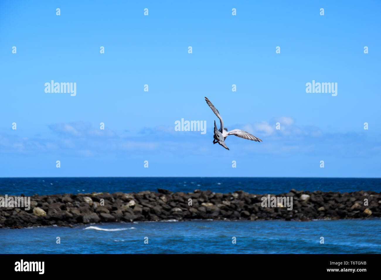 Flying seagull st the Harbour of Puerto de la Cruz,Tenerife, Canary ...