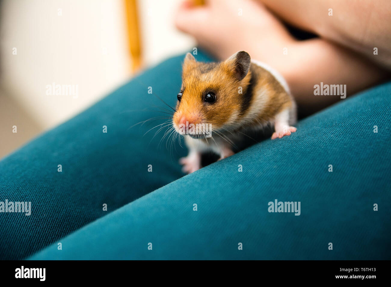 Cute little hamster Stock Photo - Alamy