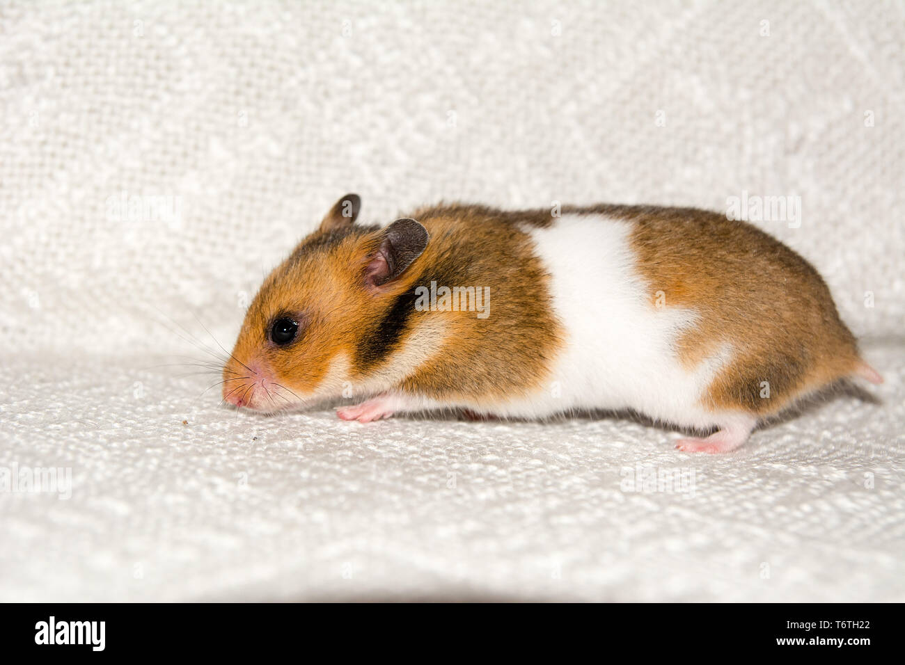 Cute little hamster Stock Photo - Alamy