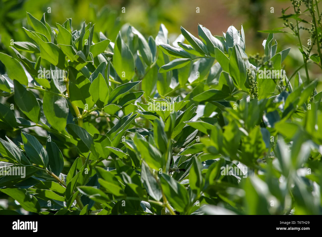Broad bean leaf hi-res stock photography and images - Alamy