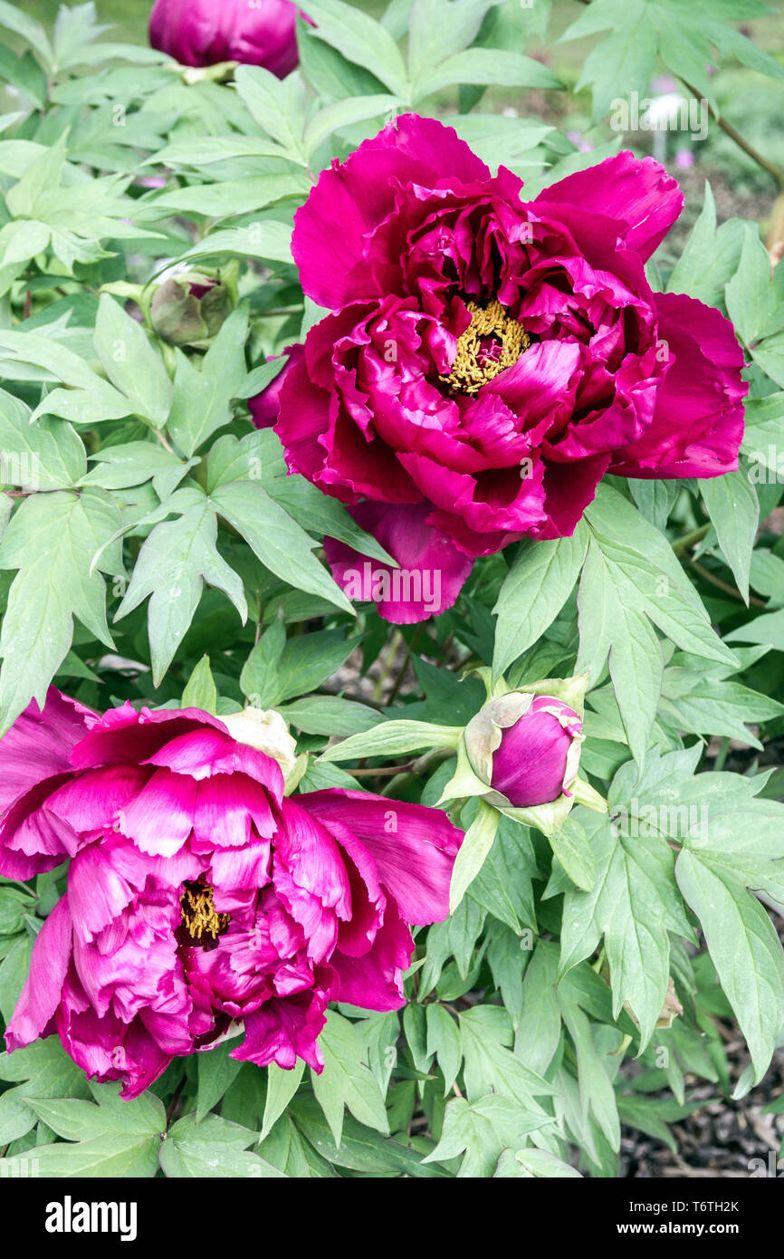 Japanese Tree Peony, Paeonia x suffruticosa Shimadaijin, Red peony ...