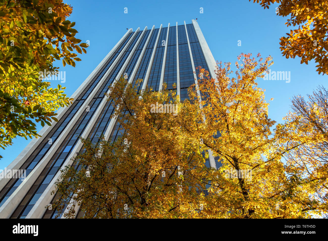 Skyscraper and tree with beautiful yellow autumn foliage in Portland ...